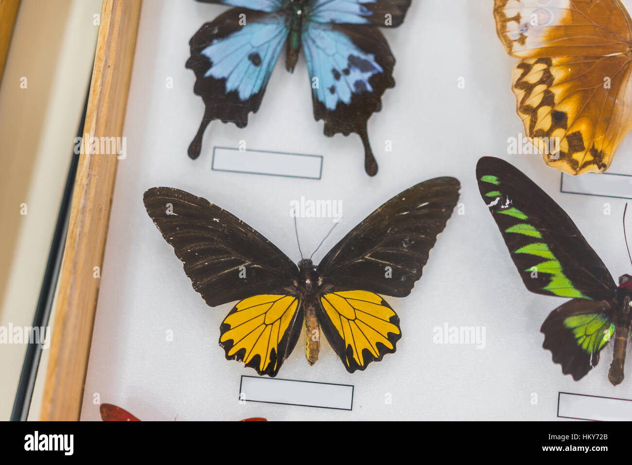 Beautiful Butterfly in the frame Stock Photo - Alamy