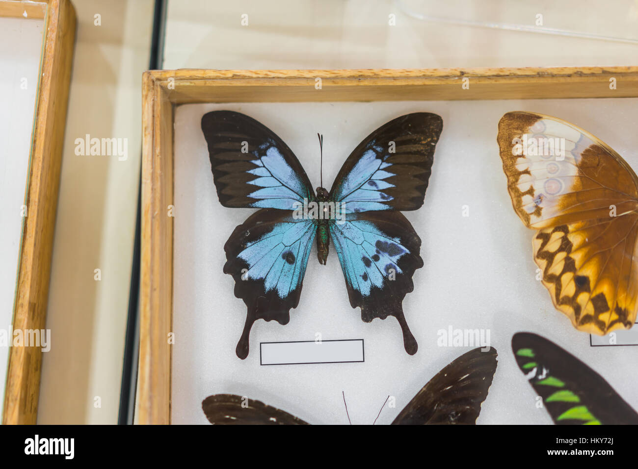 Beautiful Butterfly in the frame Stock Photo - Alamy