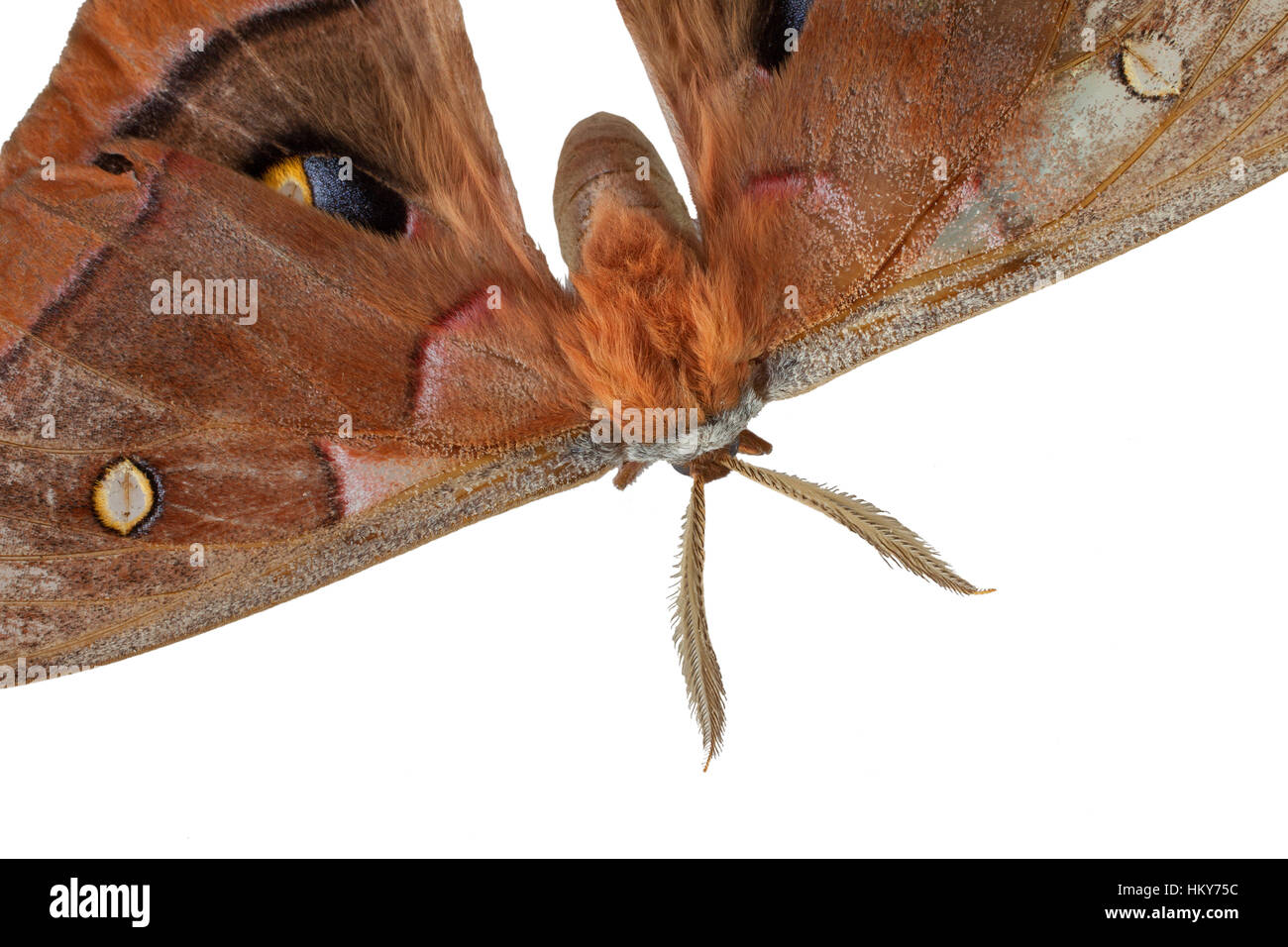Colorful moth hi-res stock photography and images - Alamy