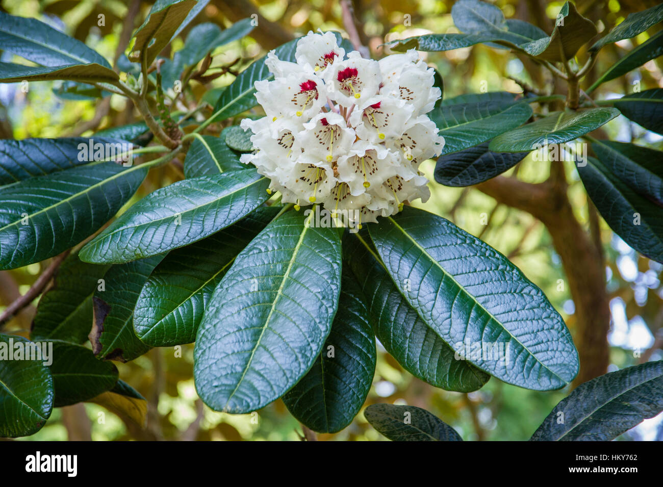 Falconeri High Resolution Stock Photography and Images - Alamy