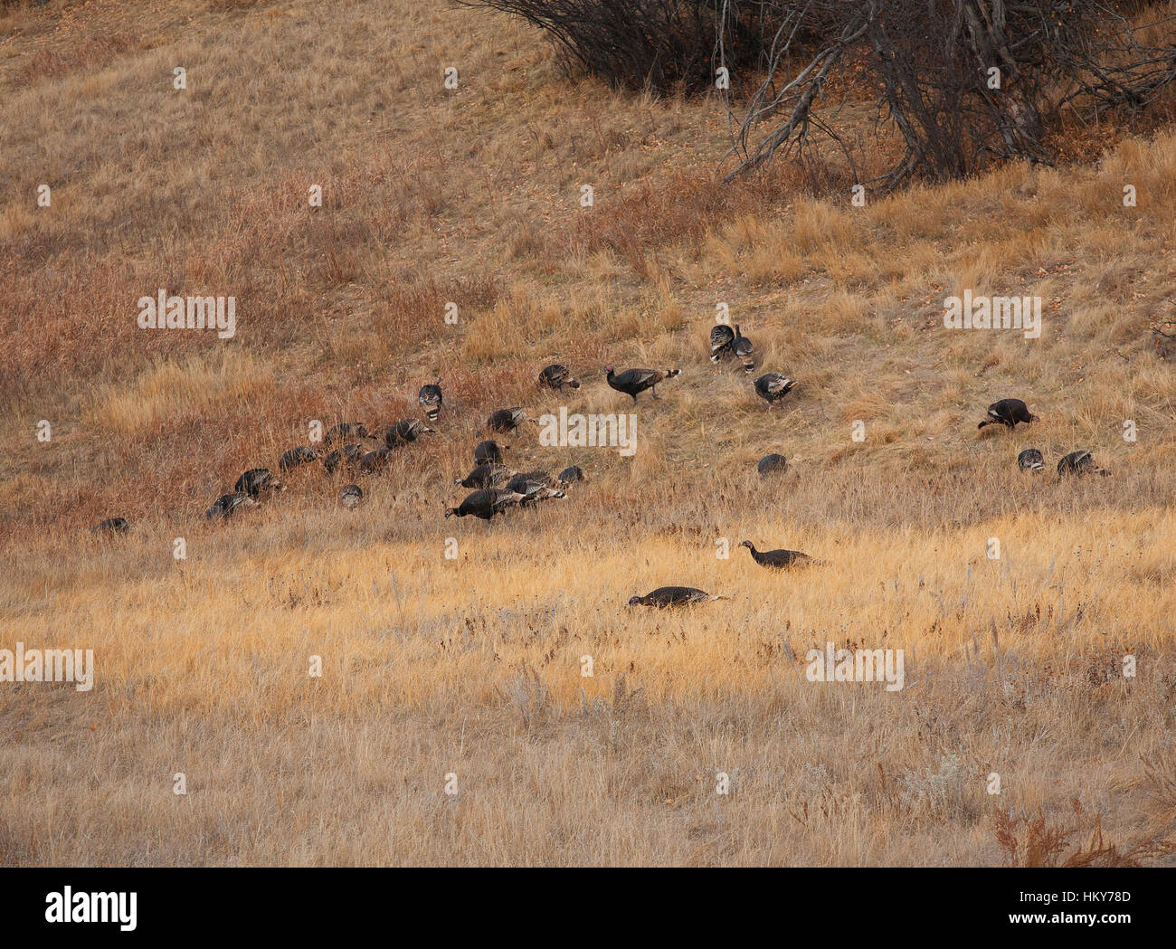 Flock of wild turkeys hi-res stock photography and images - Alamy