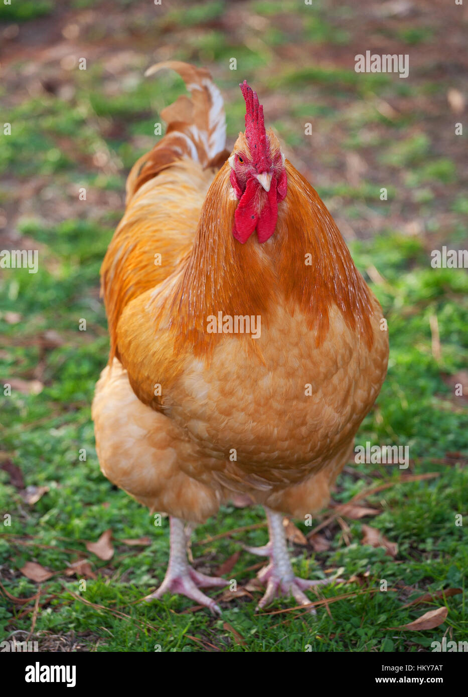 Orange chicken rooster that looks mad at the camera Stock Photo - Alamy