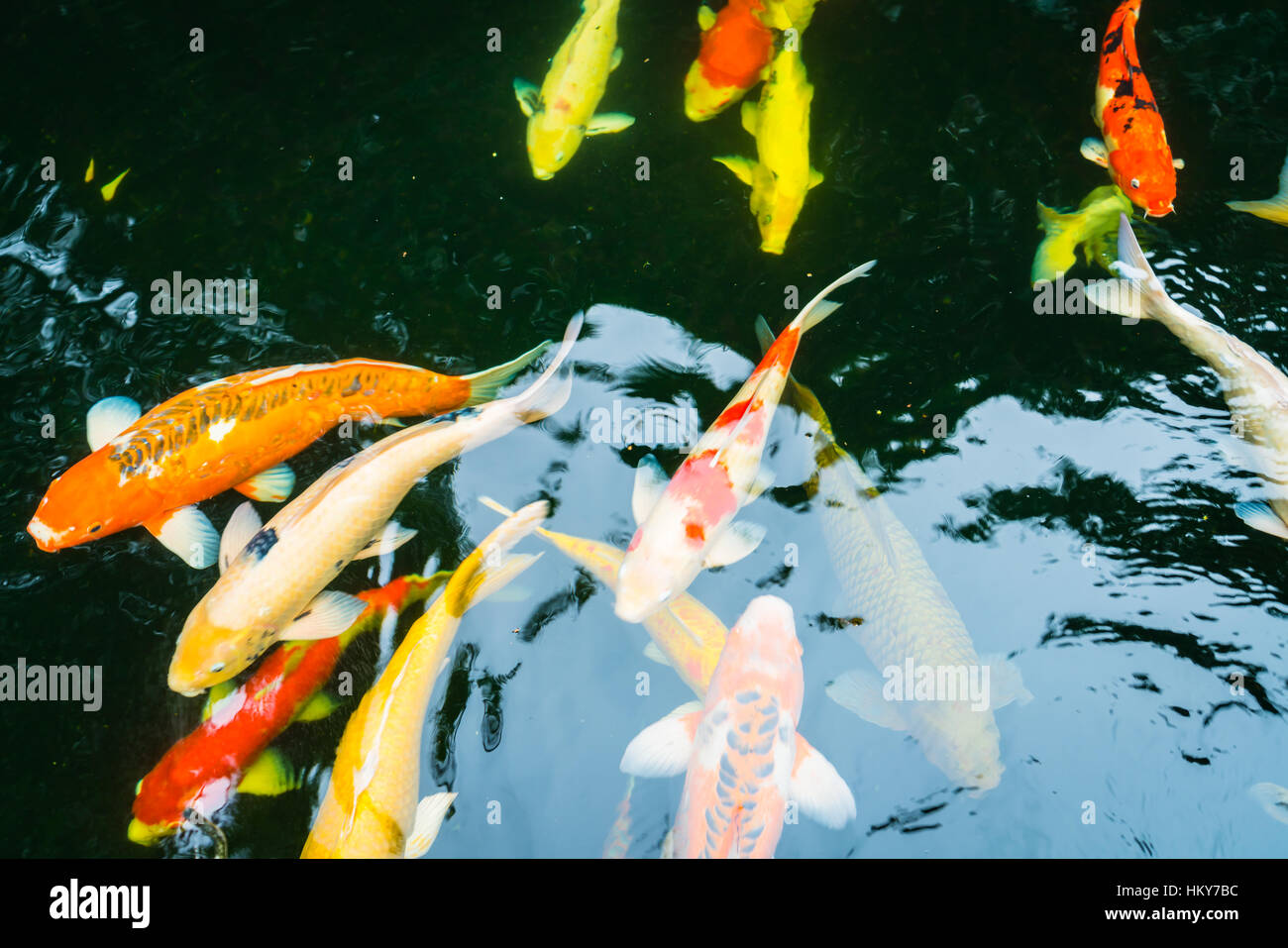 Colorful Koi fish swimming in water Stock Photo - Alamy