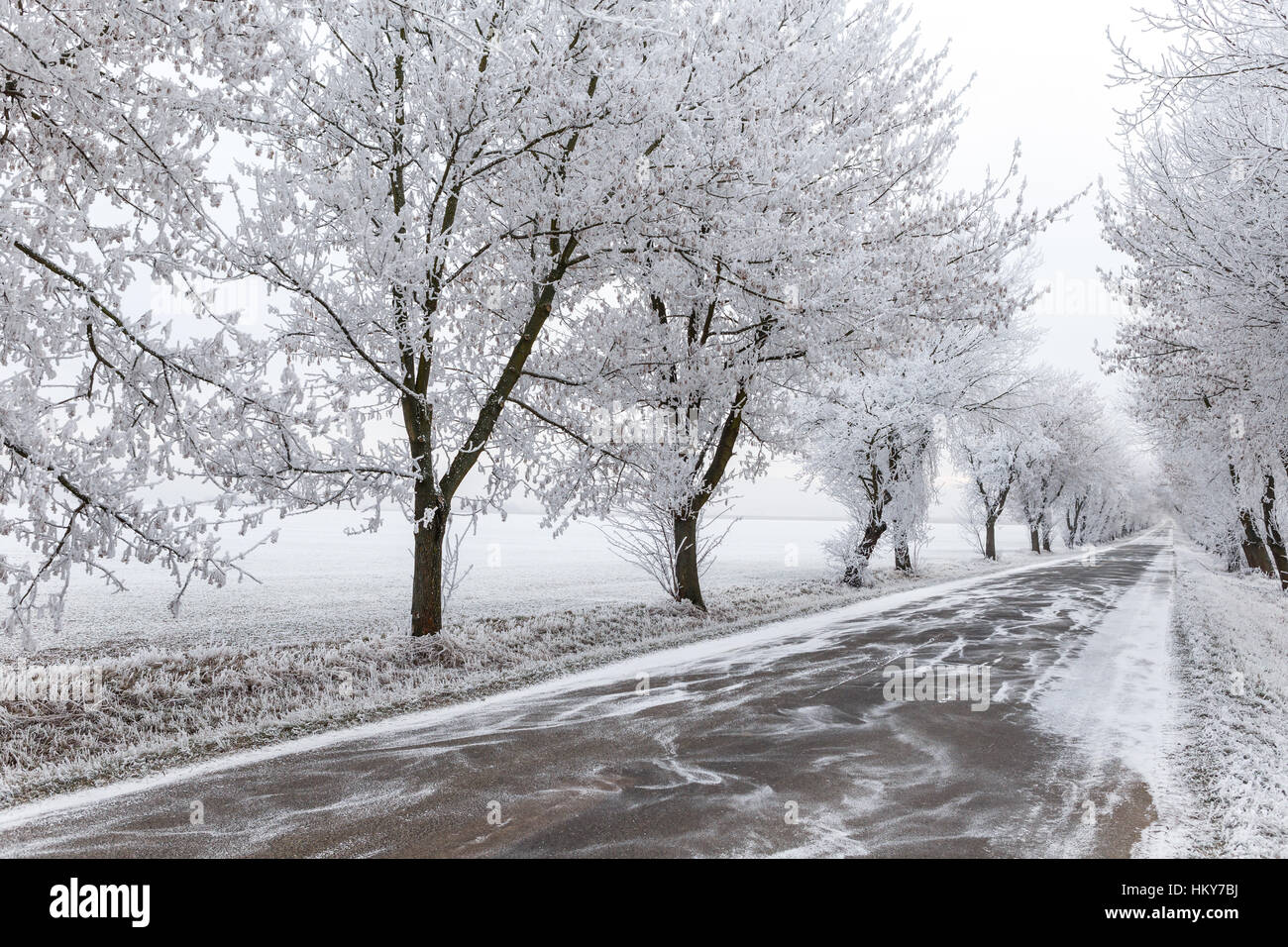 Frozen trees and gray winter urban road Stock Photo - Alamy