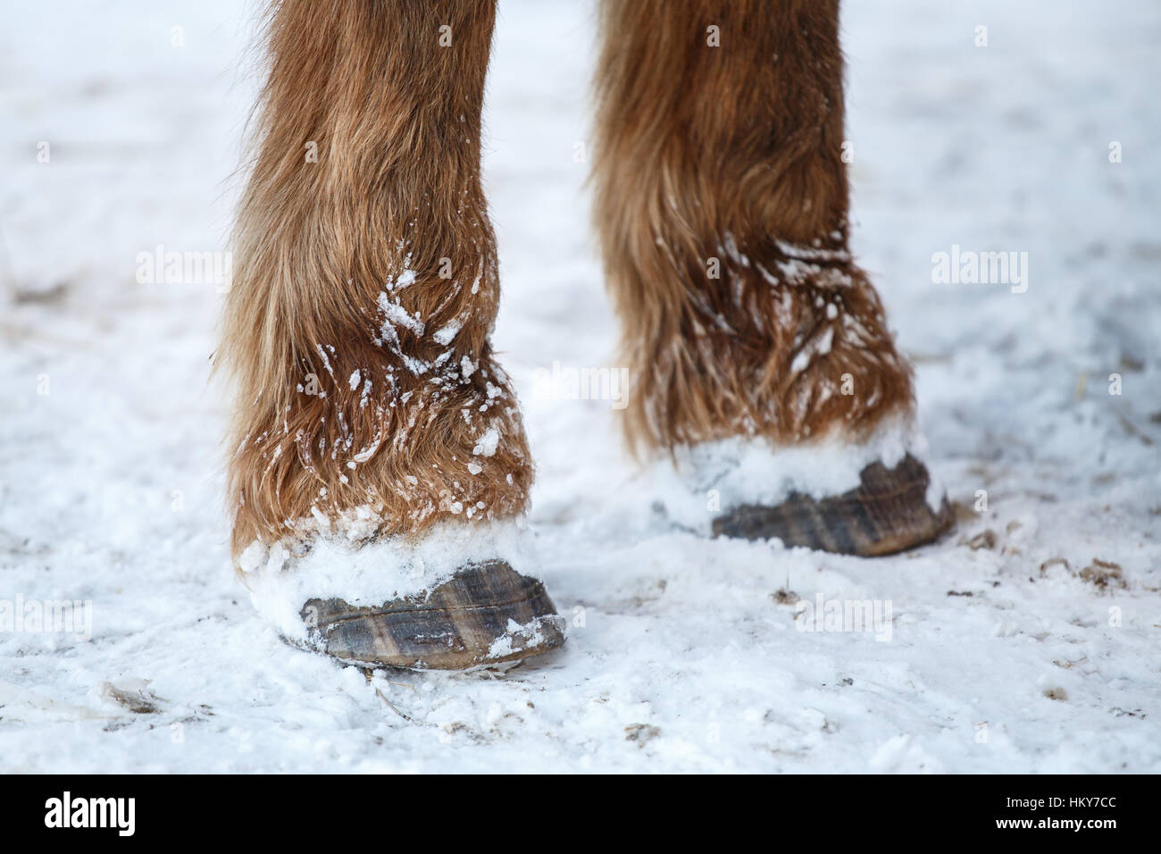 Horse hoof in the snow Stock Photo - Alamy