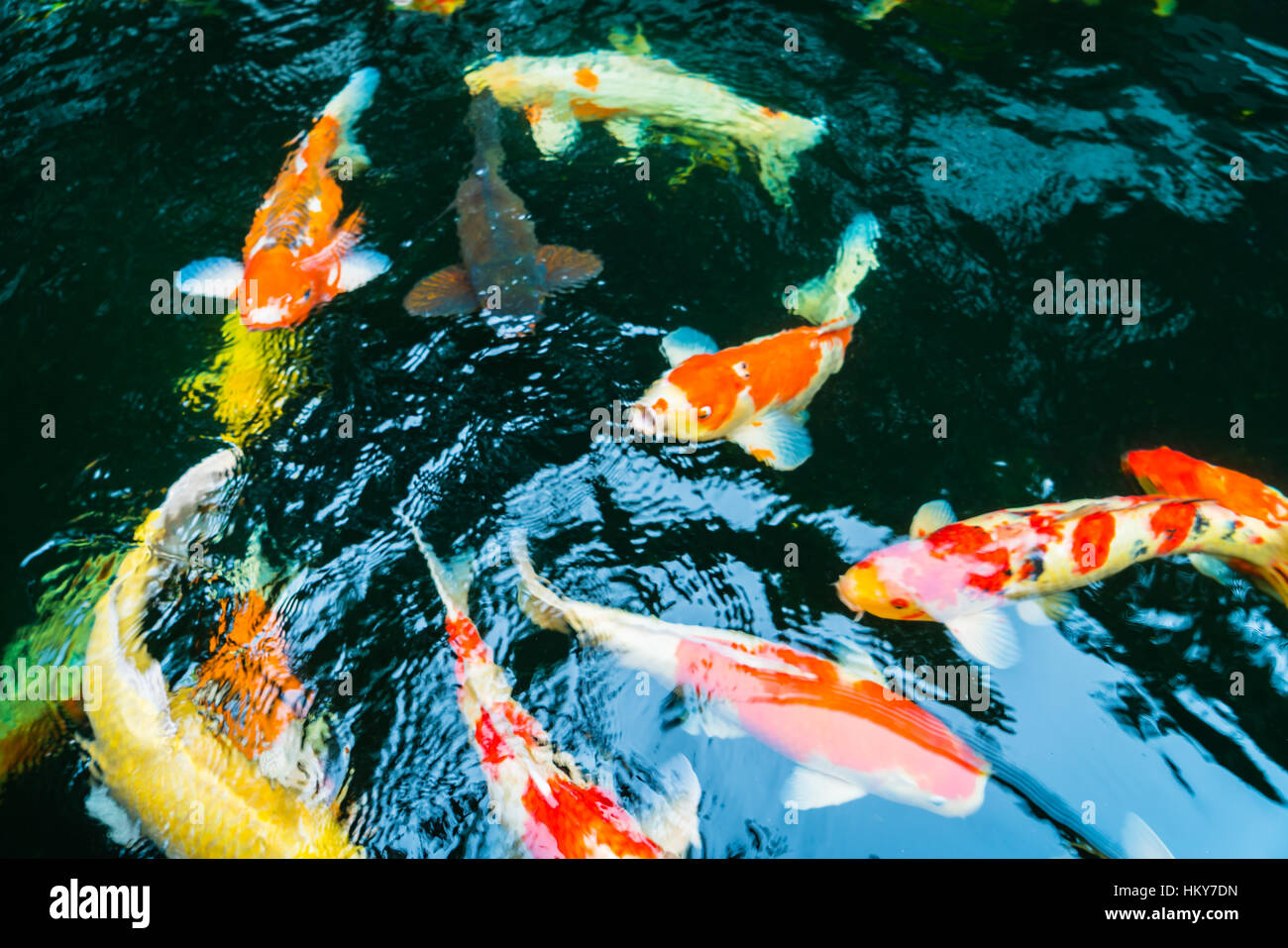 Colorful Koi fish swimming in water Stock Photo - Alamy