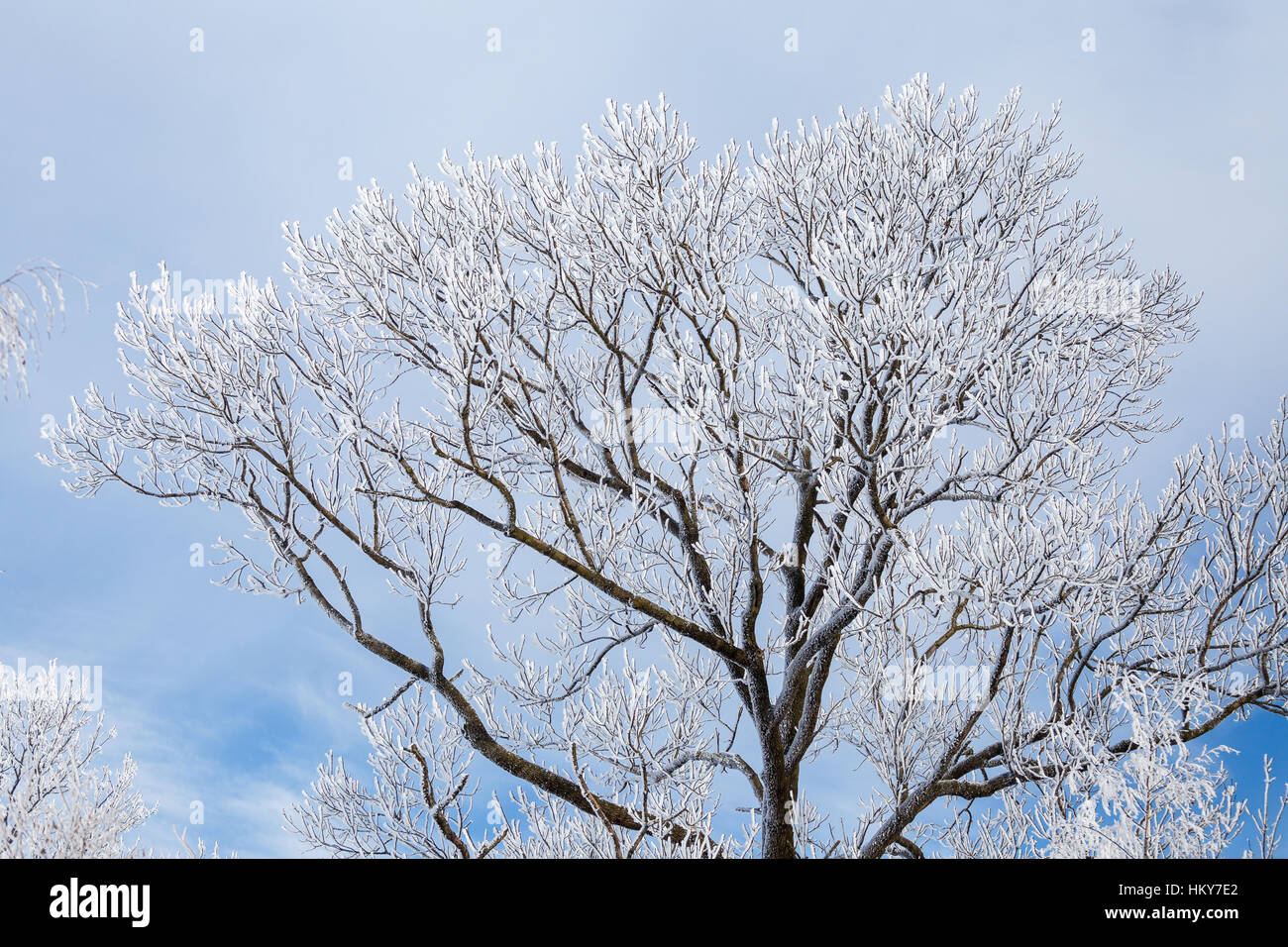 Frozen tree crown on blue sky background Stock Photo - Alamy