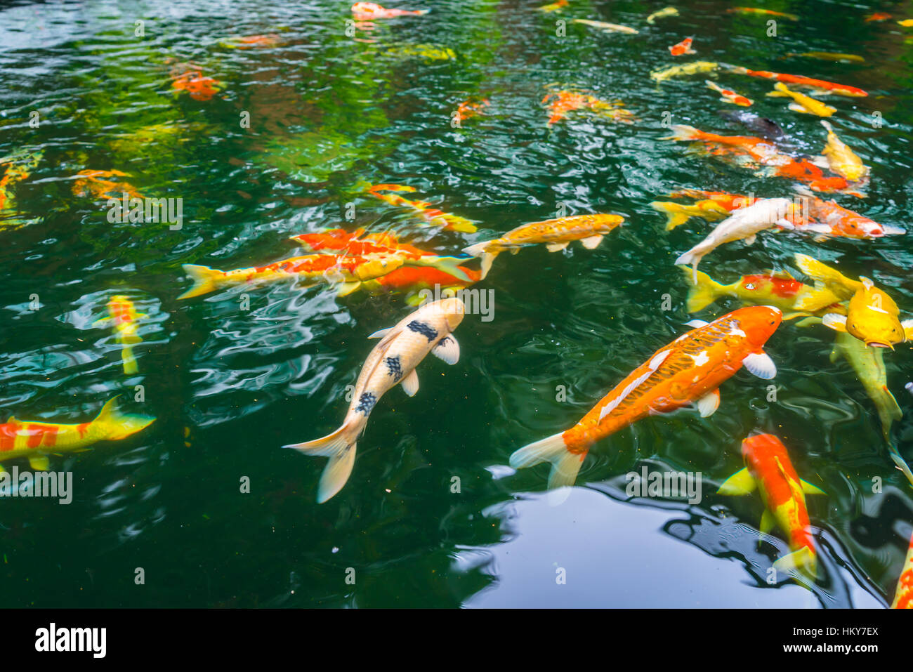 Colorful Koi fish swimming in water Stock Photo - Alamy