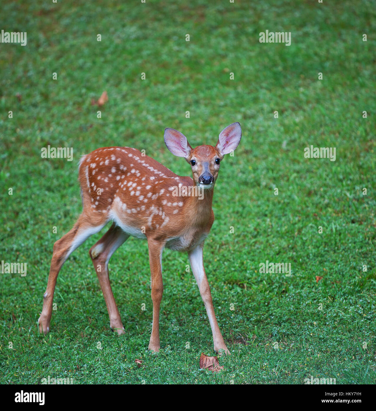 Pet Mini Deer