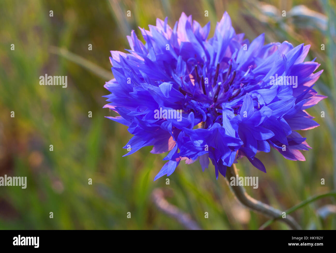 Tinge of blue hi-res stock photography and images - Alamy