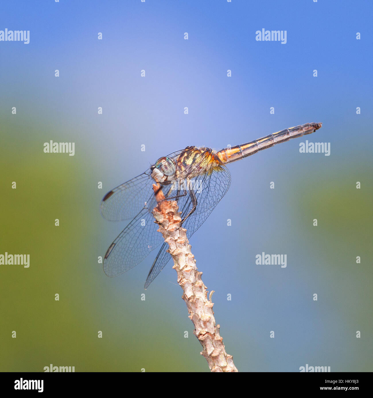 Wings and body hi-res stock photography and images - Alamy