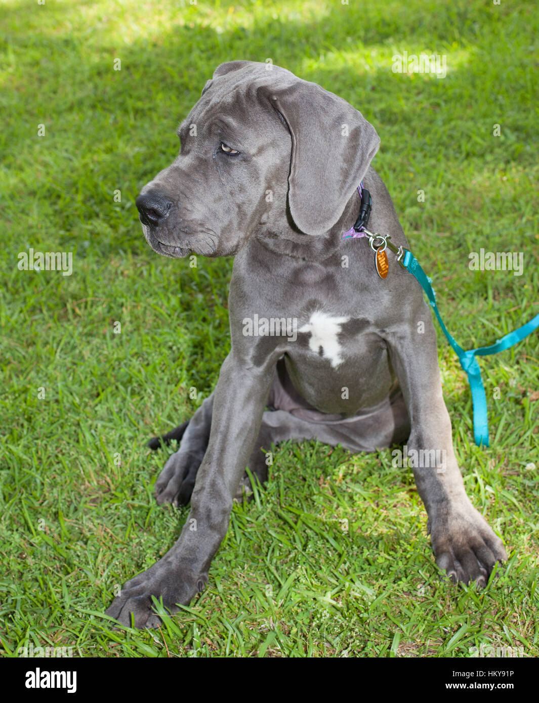 Grey Great Dane puppy staring at something while it is sitting Stock ...