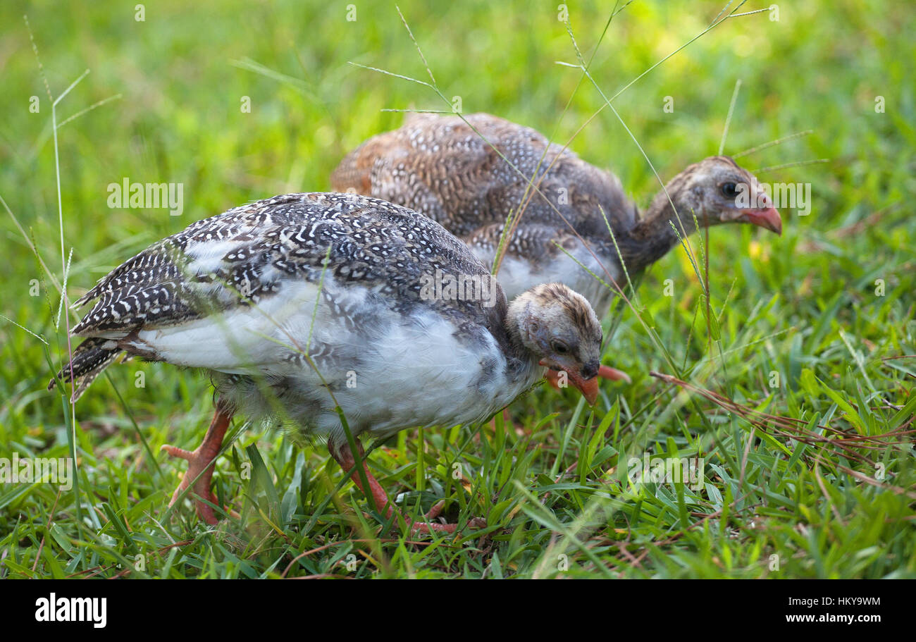 Pair of young guineas that are looking in the grass for food Stock ...