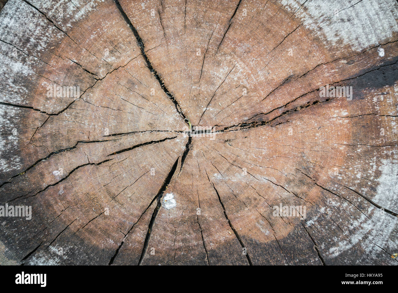Stump of tree Stock Photo - Alamy