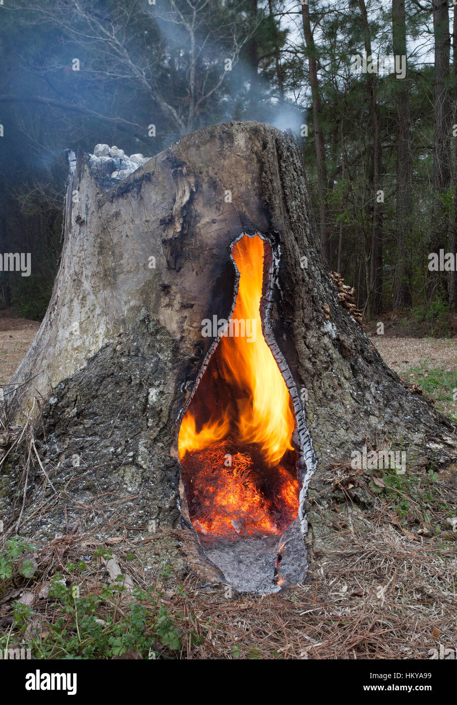 Fire stump hi-res stock photography and images - Alamy