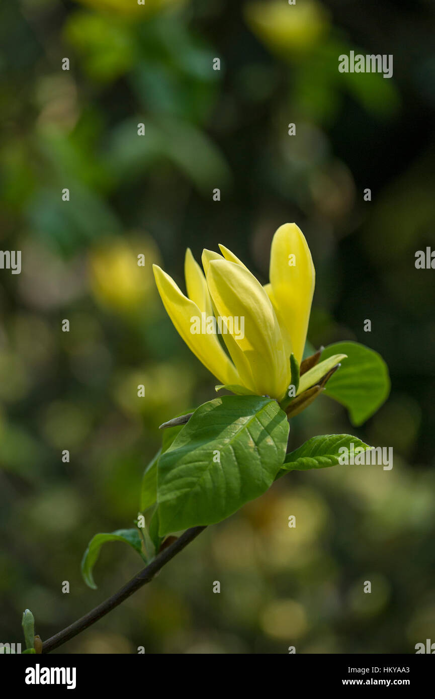 Daphne flower hi-res stock photography and images - Alamy