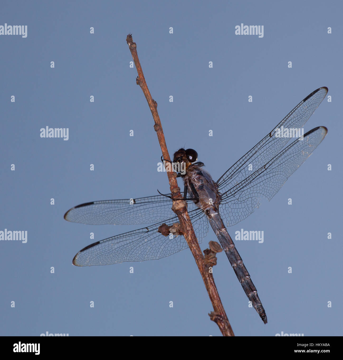Silver and grey dragonfly scanning the skies for food Stock Photo - Alamy