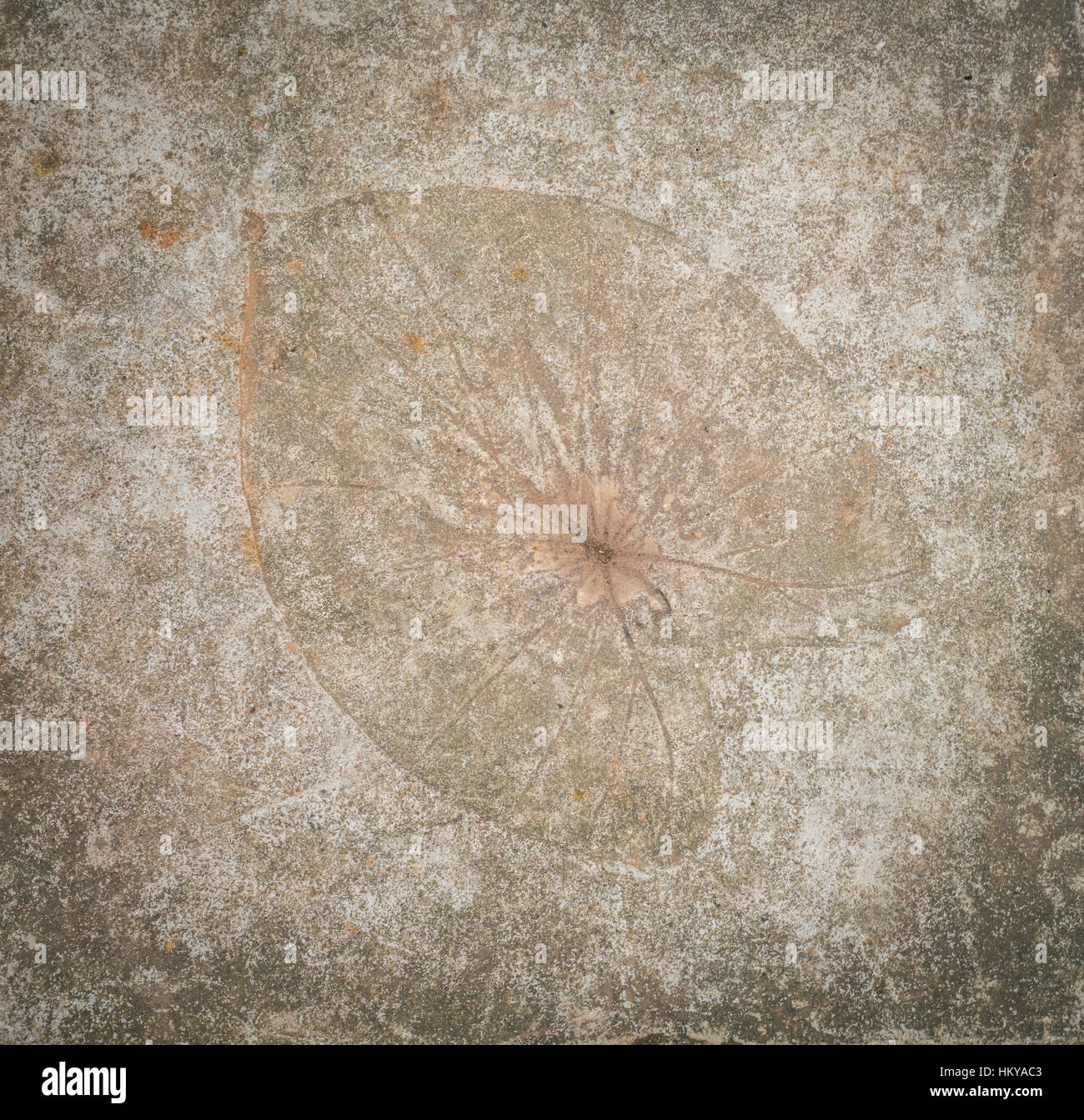 Leaf impression in stone Stock Photo - Alamy