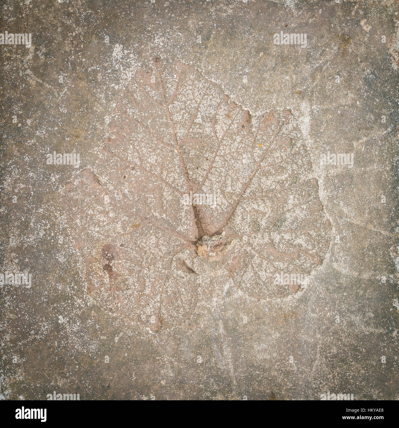 Leaf impression in stone Stock Photo - Alamy
