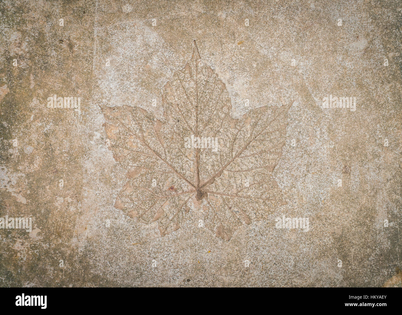 Leaf impression in stone Stock Photo - Alamy