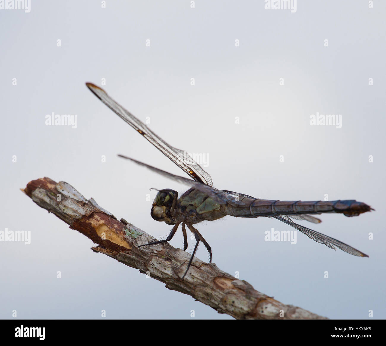 Tail looks like eyes hi-res stock photography and images - Alamy