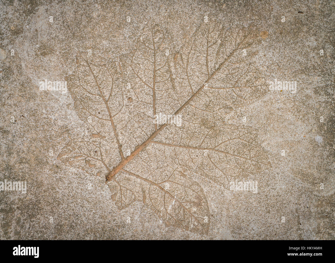 Leaf impression in stone Stock Photo - Alamy