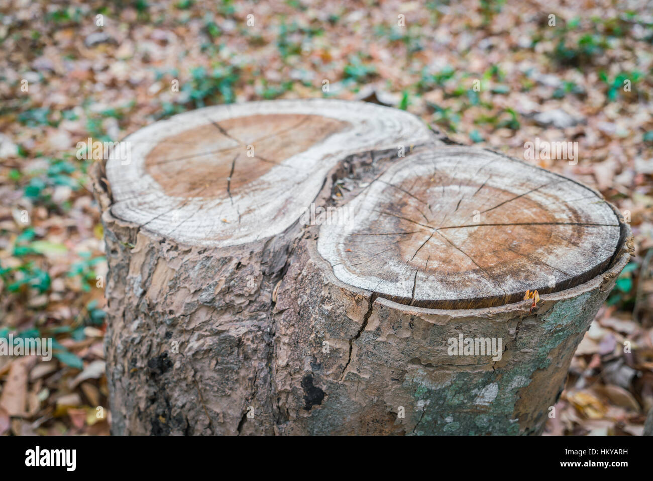 Stump of tree Stock Photo - Alamy