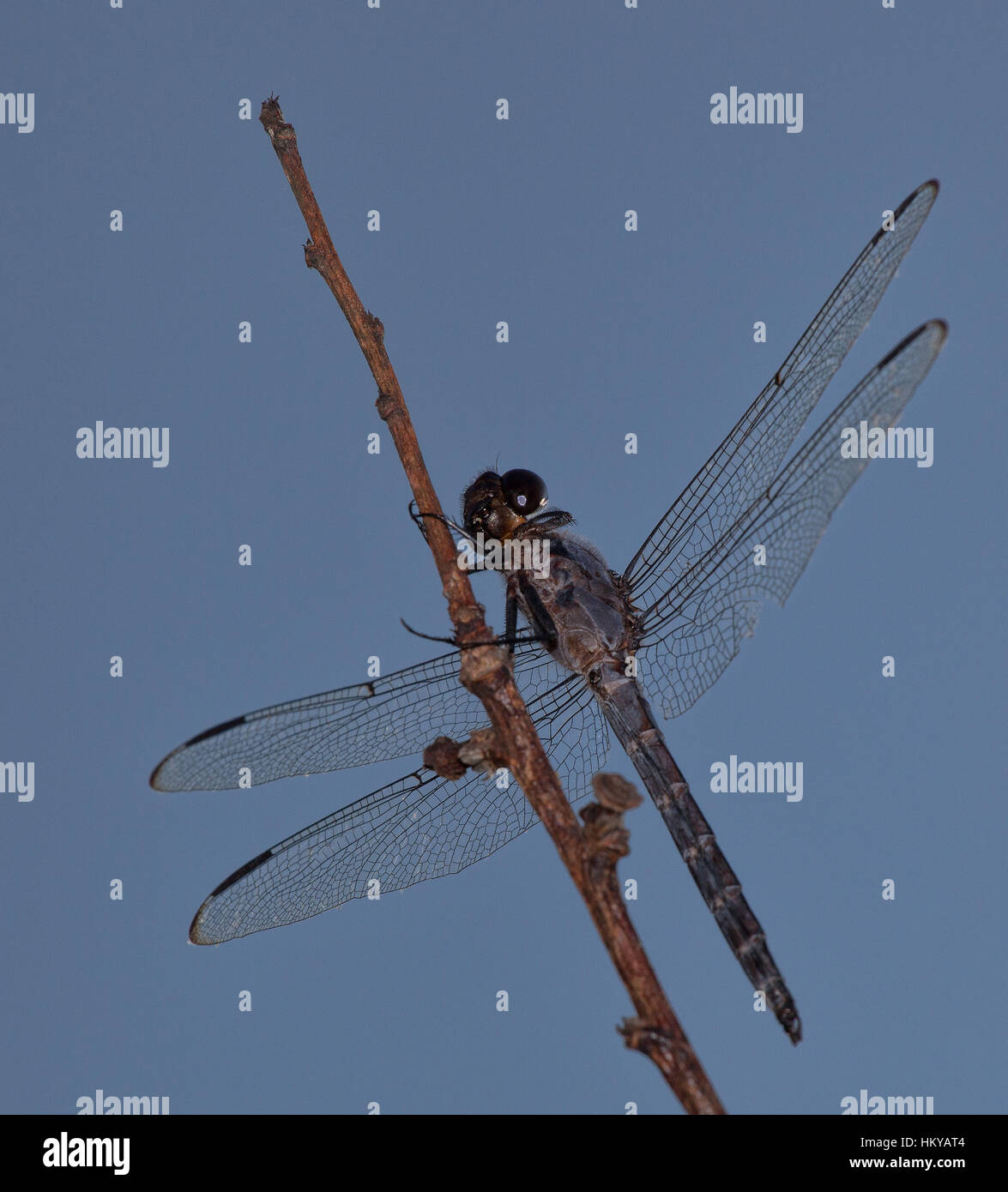 Dark dragonfly on a stick seen from a lower height Stock Photo - Alamy