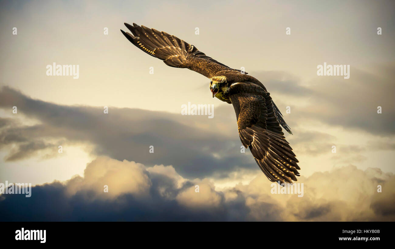 A beautiful hawk in flyght Stock Photo - Alamy