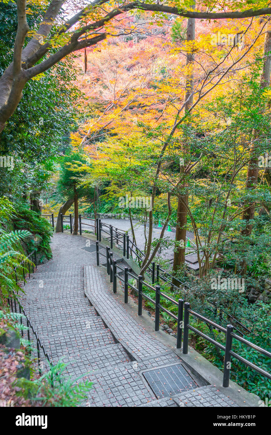 Way in forest Stock Photo - Alamy
