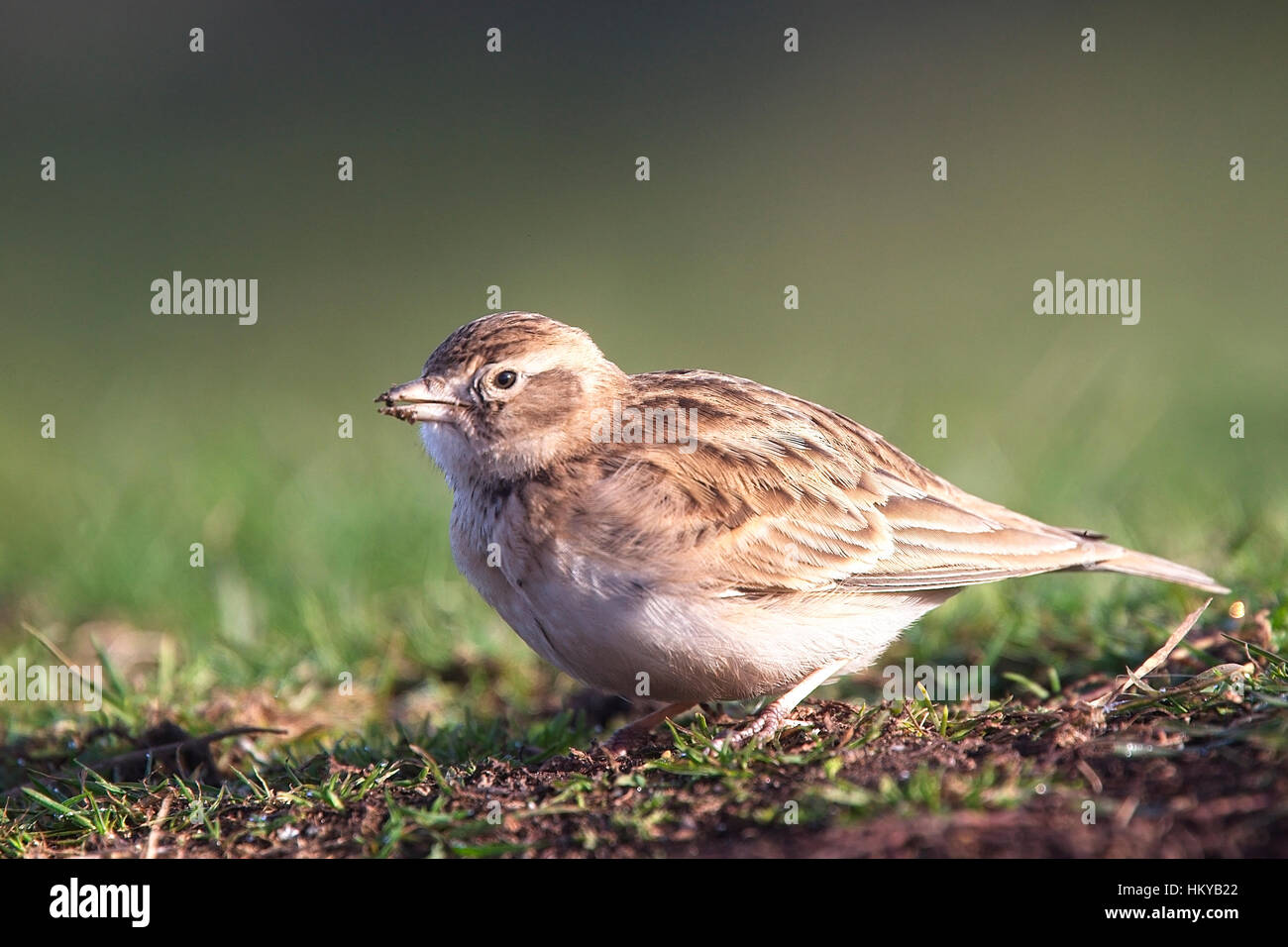 Greater Short-toed Lark (Calandrella brachydactyla), a rare UK bird, at ...