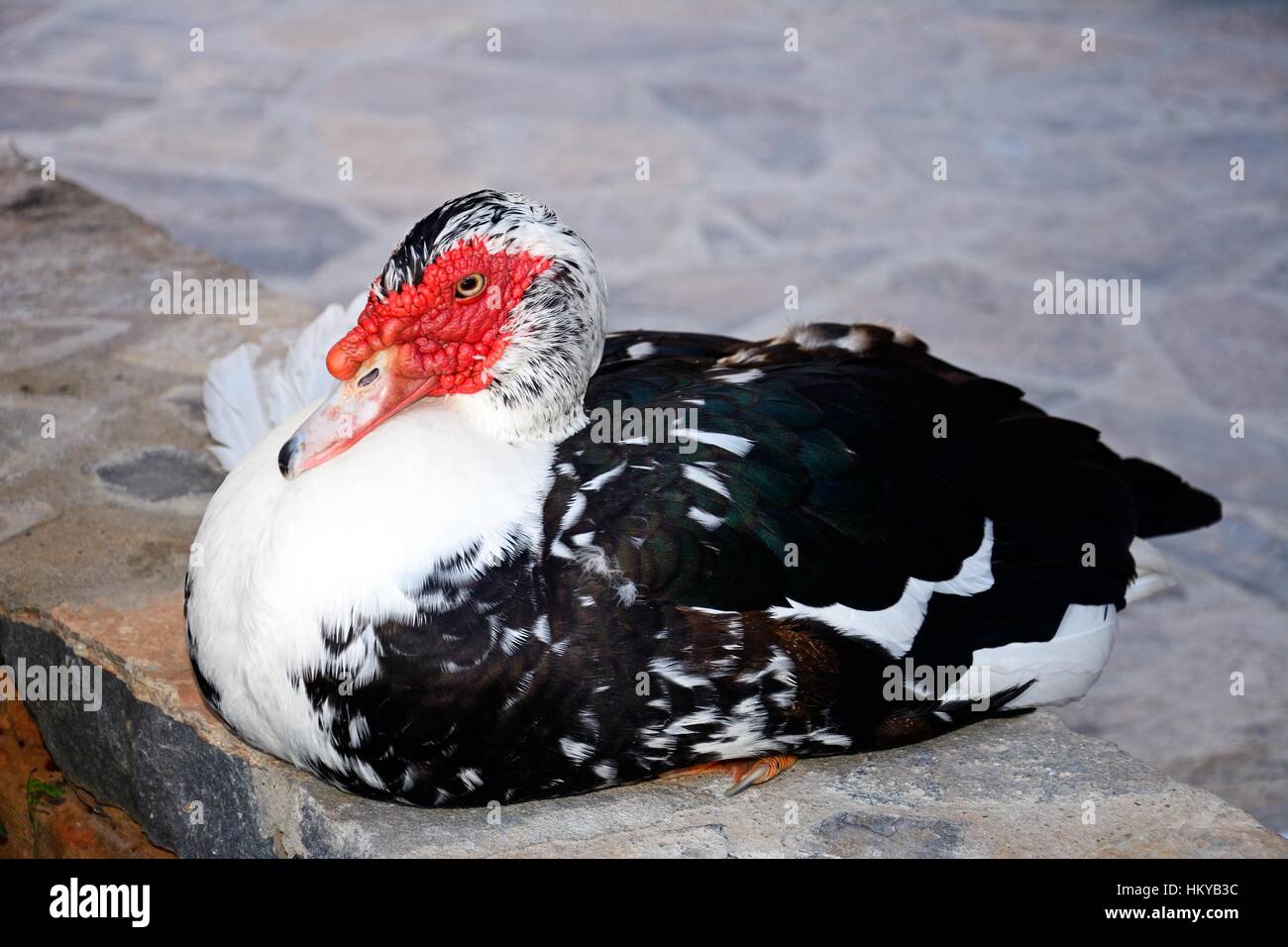 Muscovy duck (Cairina Moschata) sitting on the quayside, Elounda, Crete ...