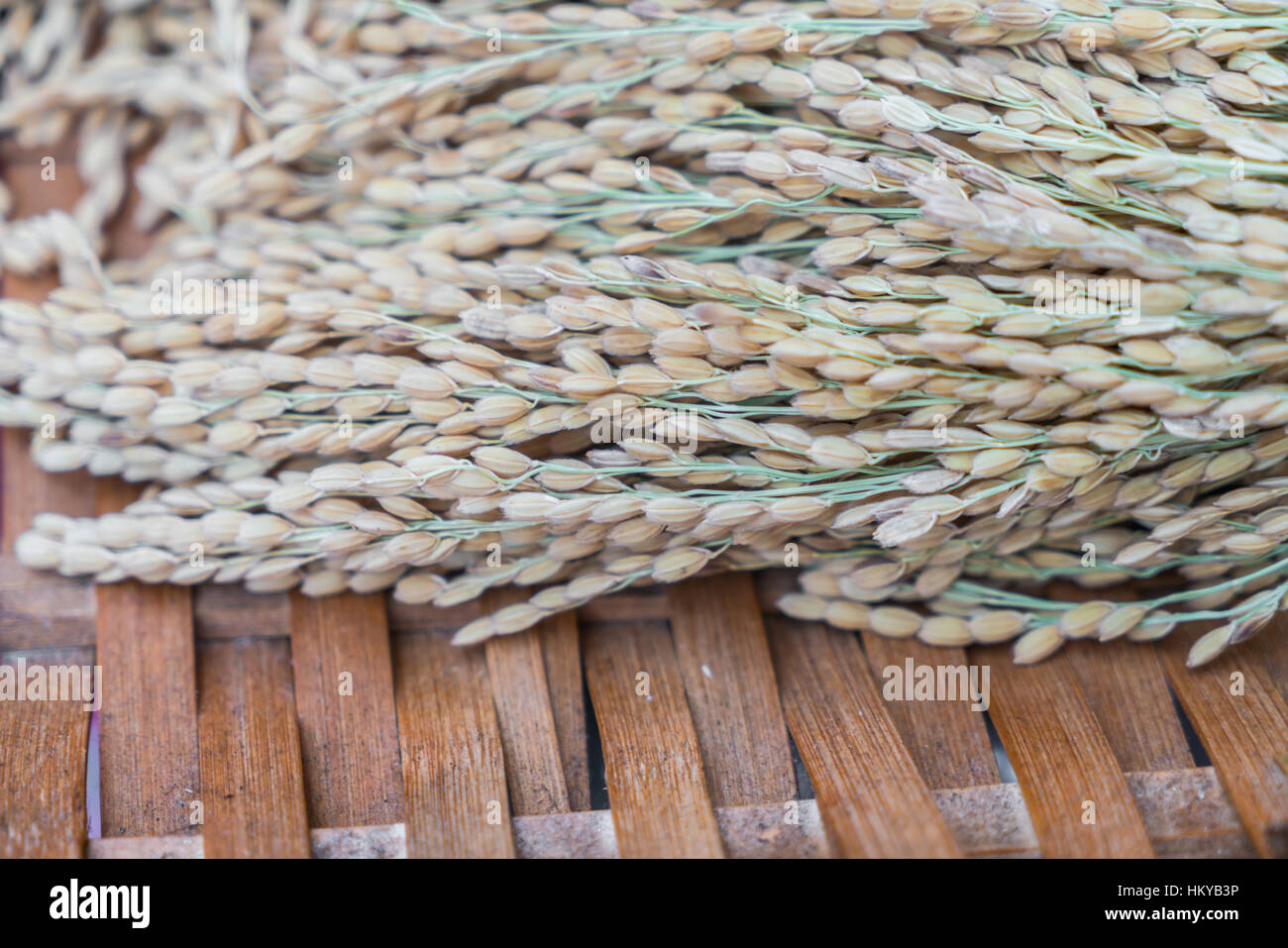 Close-up of rice grain Stock Photo - Alamy
