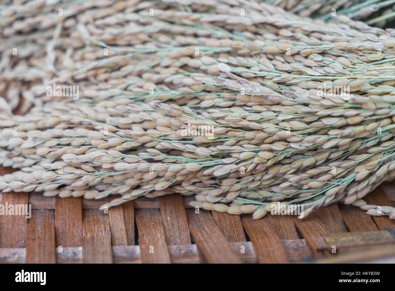 Close-up of rice grain Stock Photo - Alamy