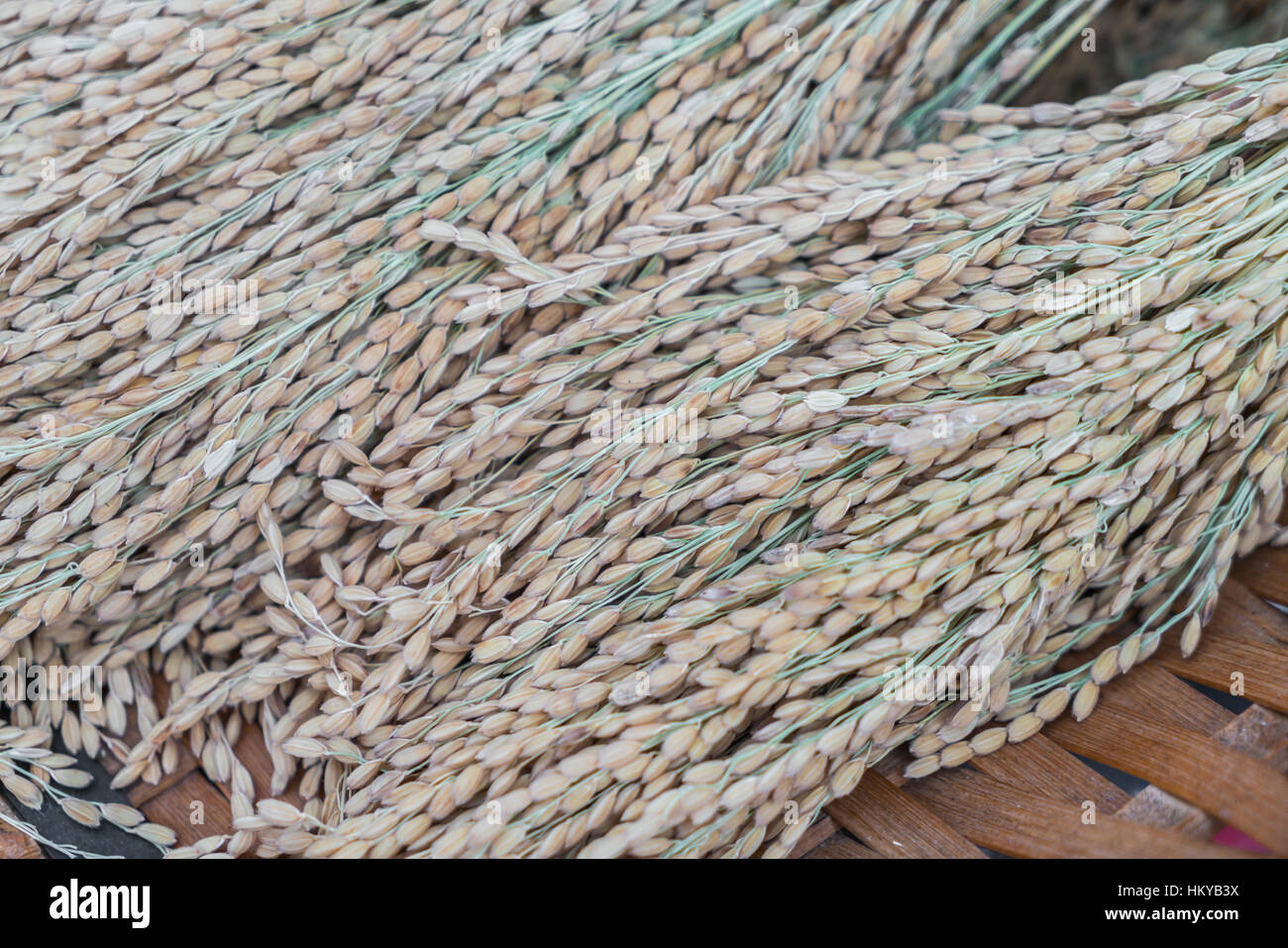 Rice food grass grain staple diet hi-res stock photography and images ...