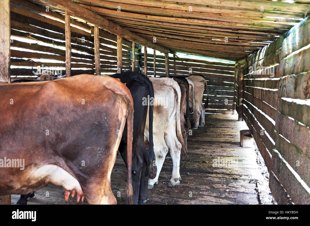 Cow stalls hi-res stock photography and images - Alamy