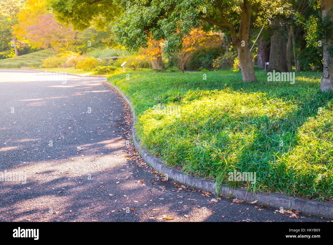 Way in forest Stock Photo - Alamy