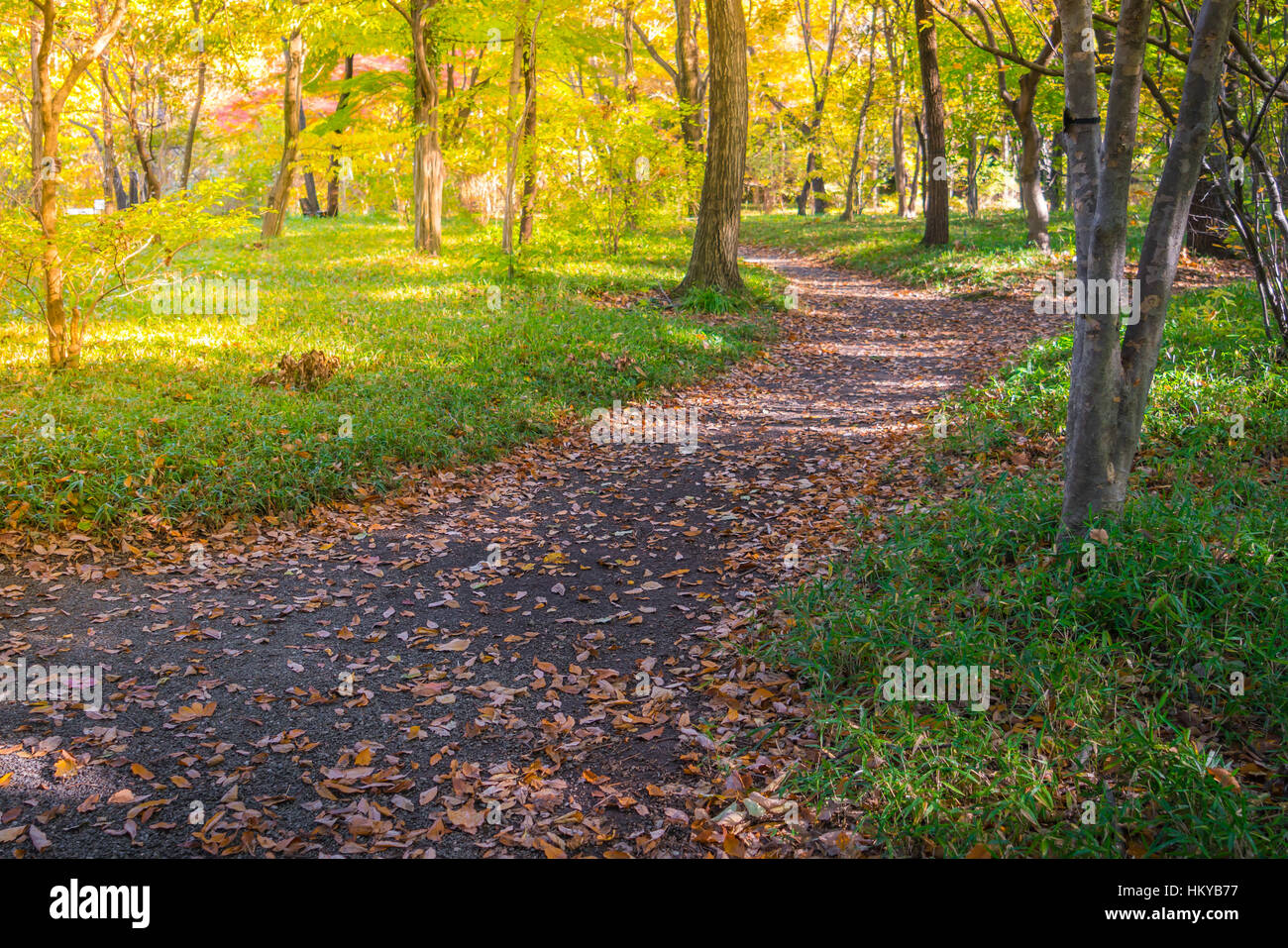 Way in forest Stock Photo - Alamy