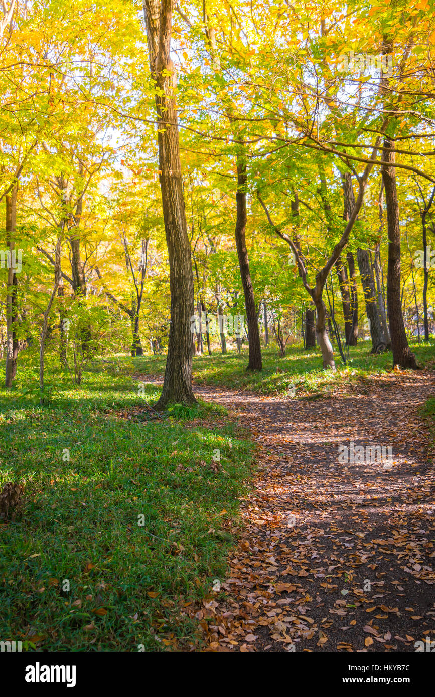 Way in forest Stock Photo - Alamy