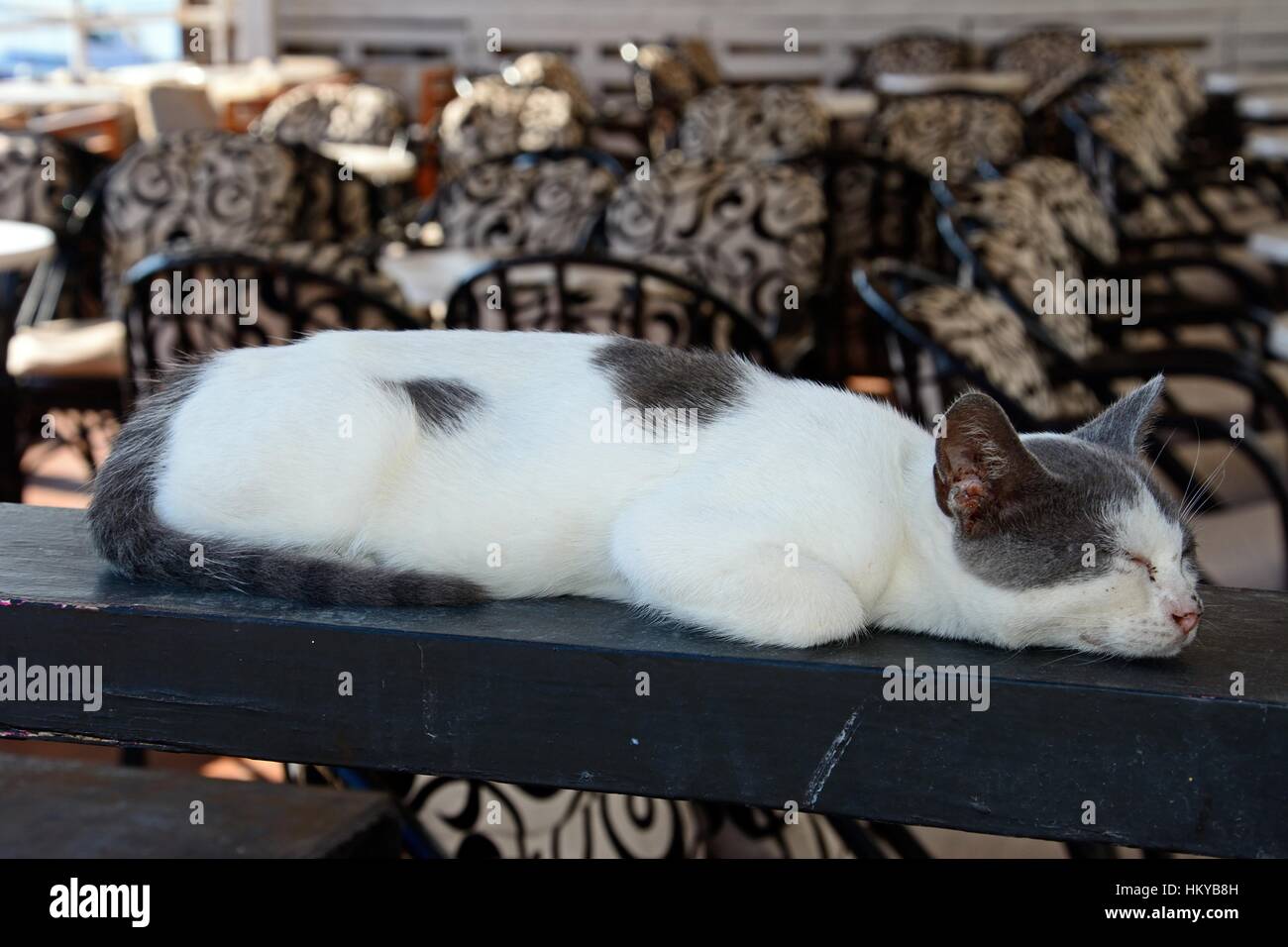 Cretan cat hi-res stock photography and images - Alamy