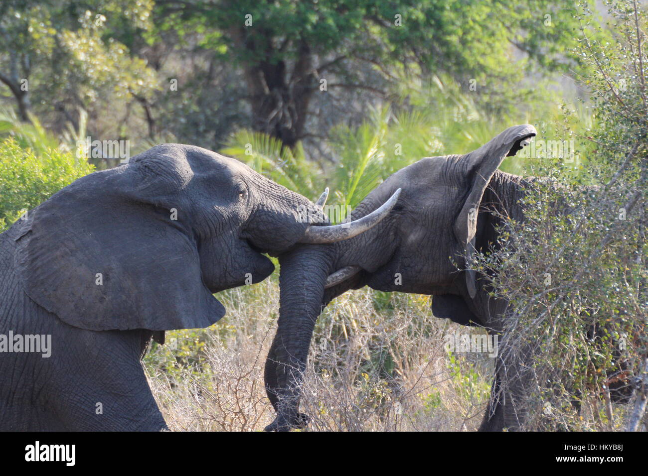 KRUGER NATIONAL PARK buffalo and trees in sun rising and elephants ...