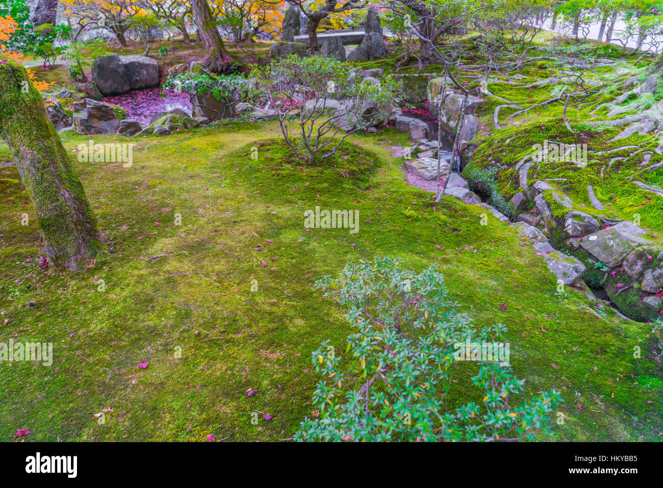 Japanese green moss garden Stock Photo - Alamy