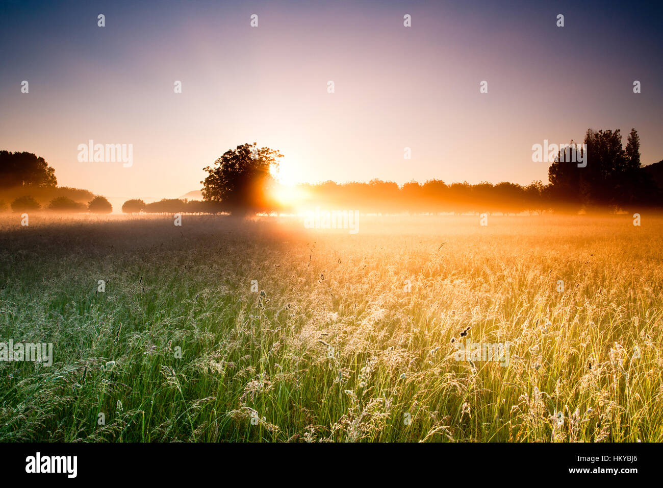 Walnut field hi-res stock photography and images - Alamy