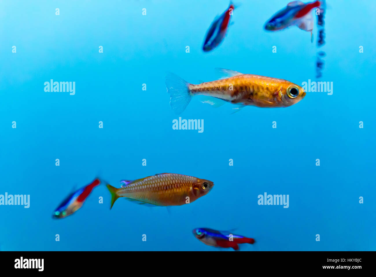 Photo of aquarium fish in blue water Stock Photo - Alamy