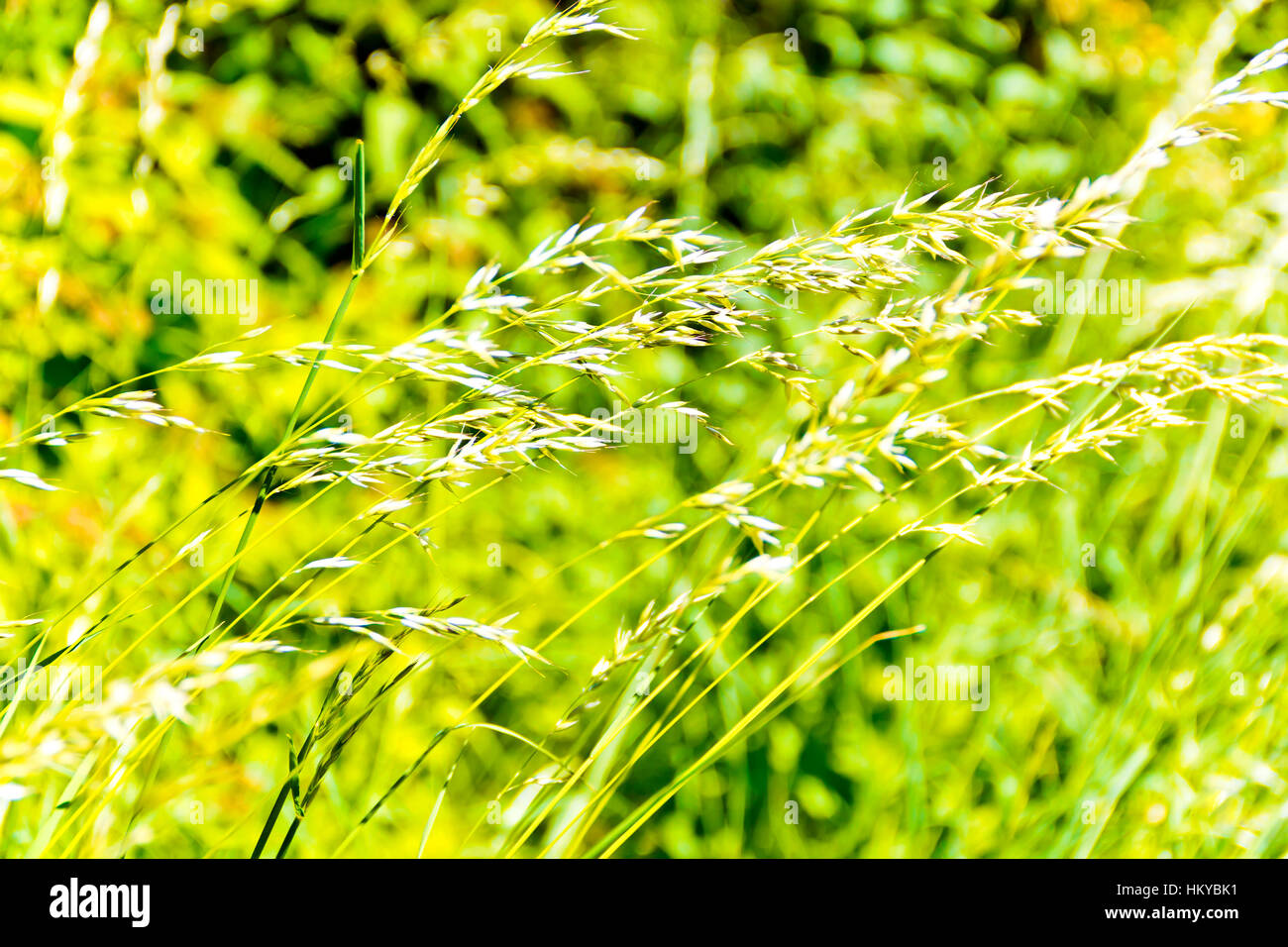 Summer picture of green saturate grass texture Stock Photo - Alamy