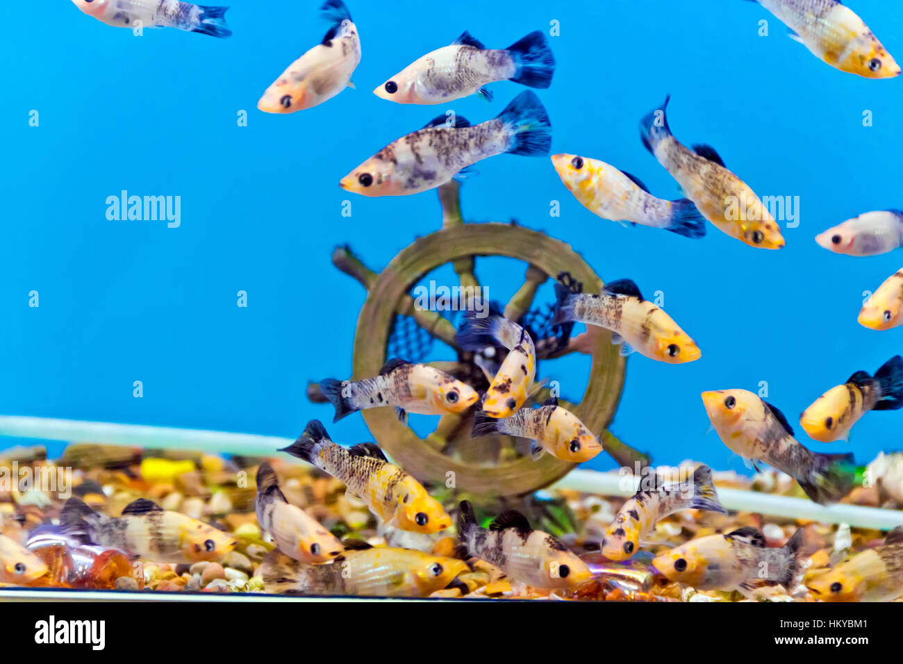 Photo of aquarium fish in blue water Stock Photo - Alamy