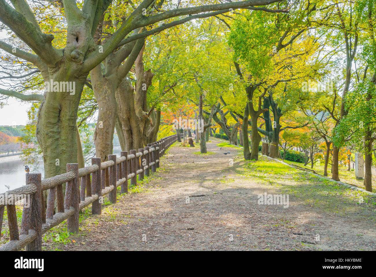 Way in forest Stock Photo - Alamy