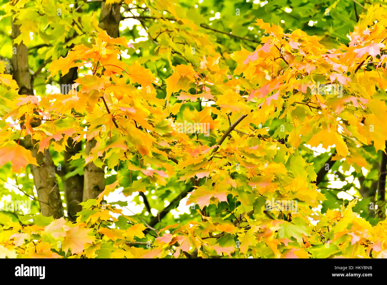Colorful tree in autumn hi-res stock photography and images - Alamy