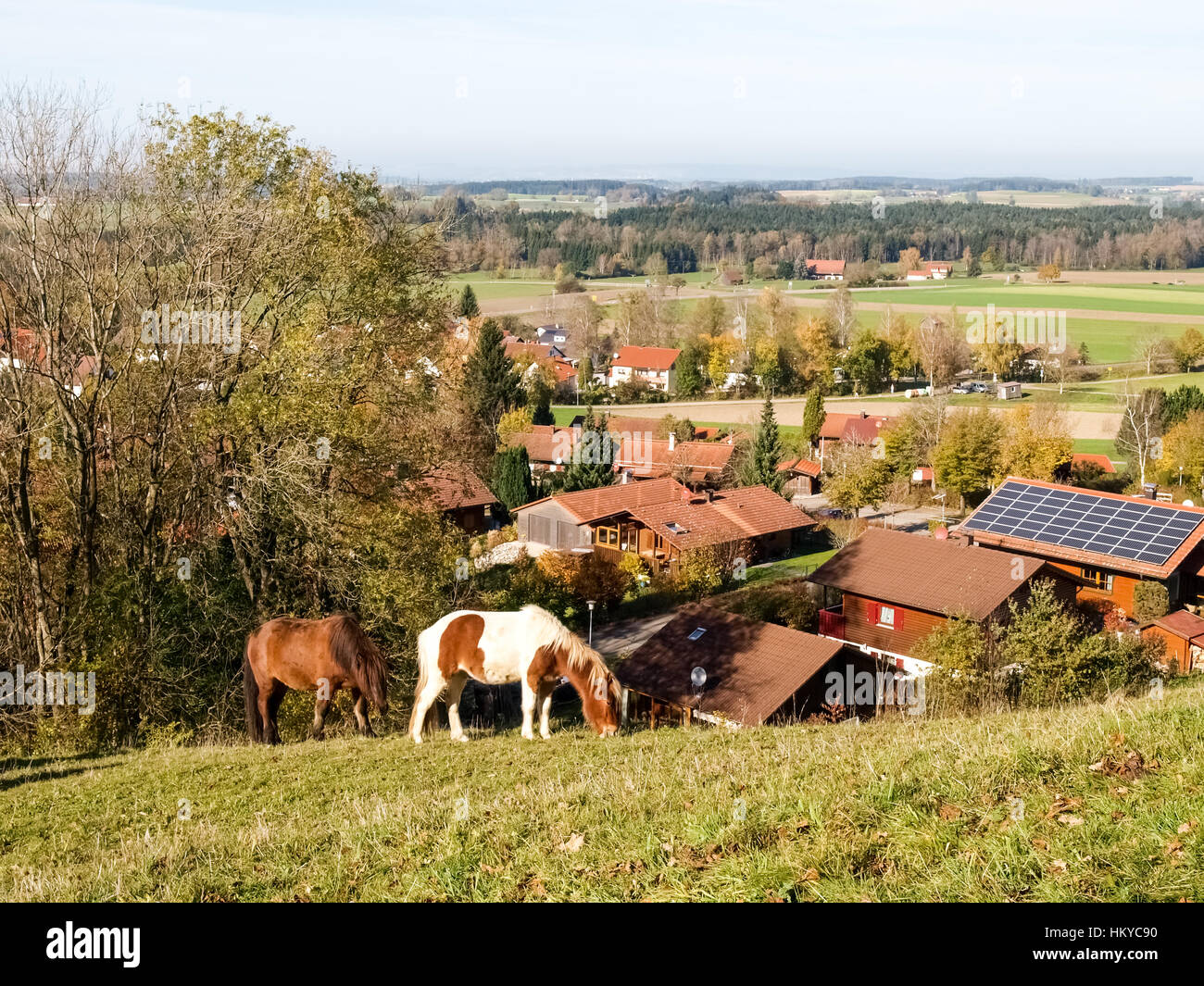 Wolfegg, Germany: horses grazing on the hill Stock Photo - Alamy