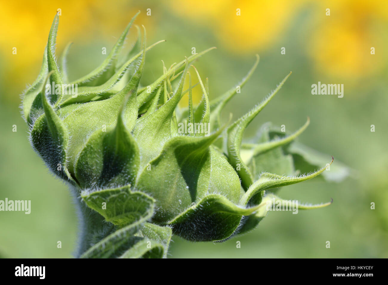 closed sunflower close up summer nature background Stock Photo - Alamy